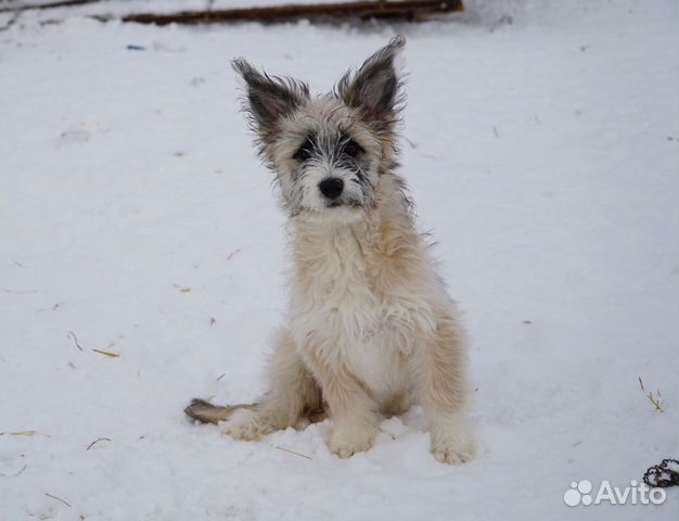 Небольшая щенулька в добрые руки