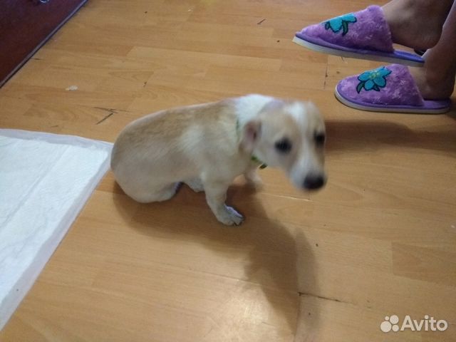 Сабака девочка