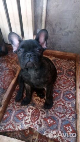 Французский бульдог