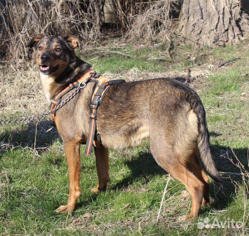 Молодая собака в хорошие руки