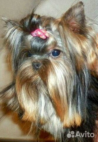 Вязка Мини йоркширский терьер беби-фэйс