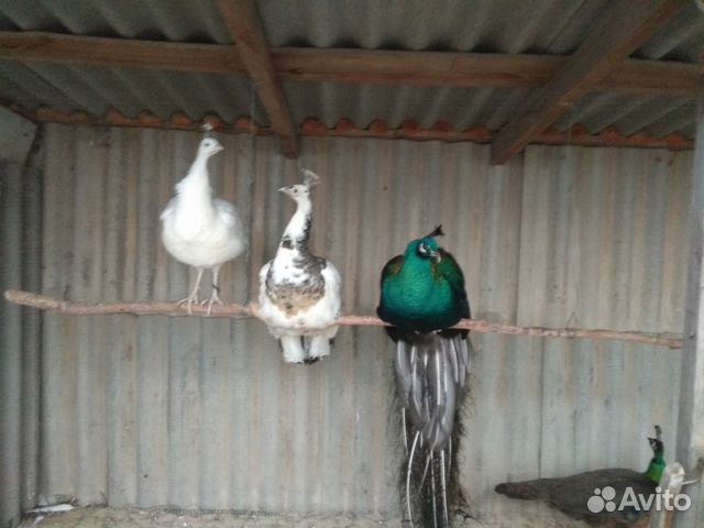 Взрослая самка белого павлина