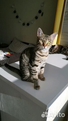 Метис бенгальская кошка