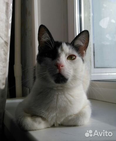 Котенок зигзаг в добрые ручки
