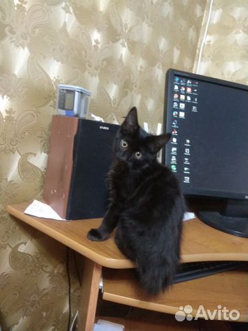 Продаются породистые котята