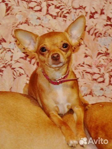 Девочка чихуа в заботливые руки