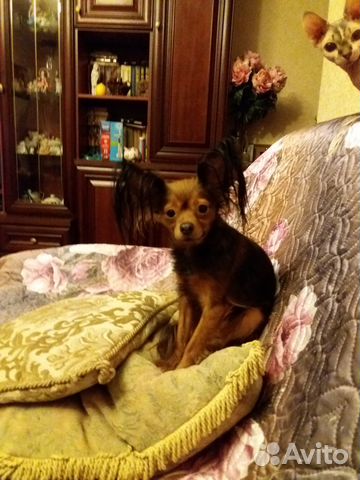 Продается длинношерстная девочка Той- терьер