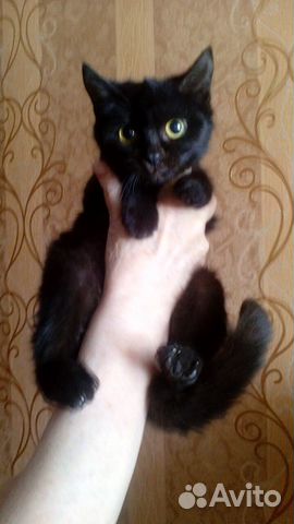 Киска ищет дом