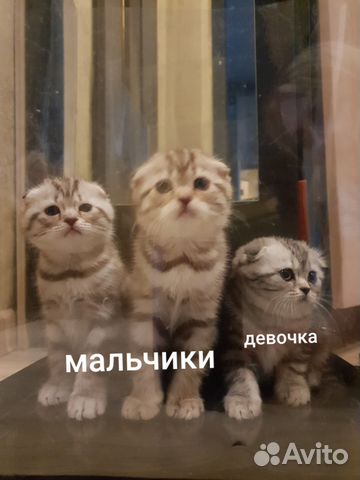 Милые карапузы