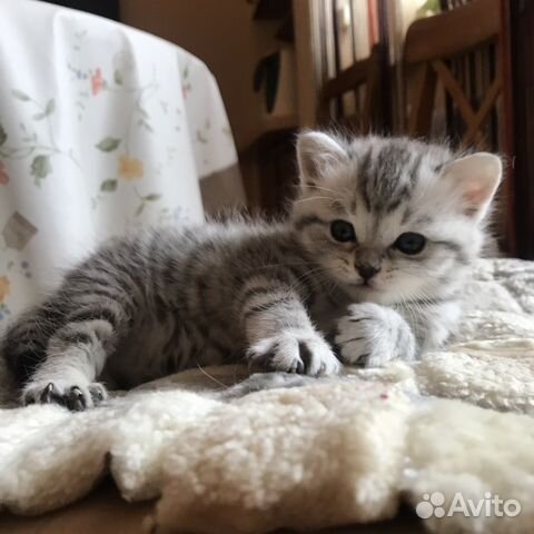 Британский котенок мальчик окрас классический таби