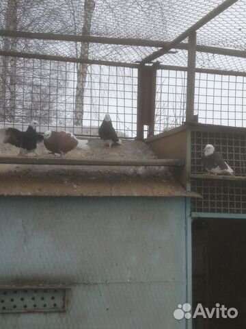 Продам голубей и голубятни