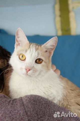 Компаньонка Лола - молодая красавица в дар