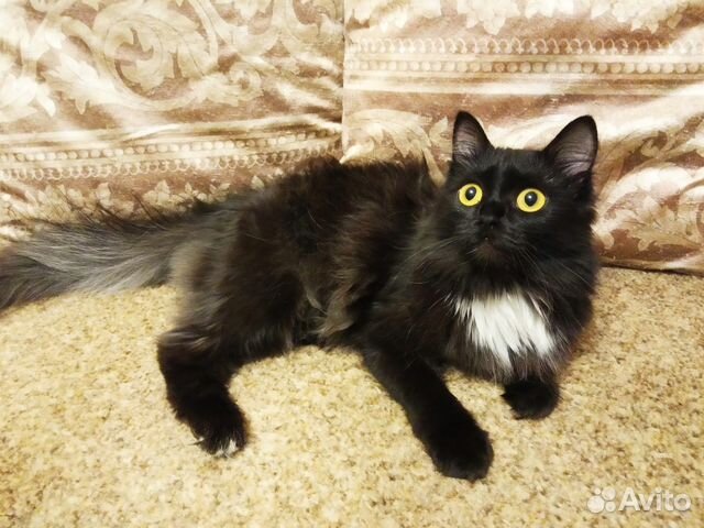 Очаровательная кошечка Чара