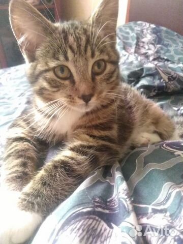 Малыш Шпротик ищет свою семью, возраст 3 месяца