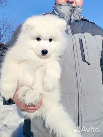 Шикарный малыш)