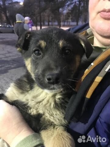 Продам щенка за символическую плату