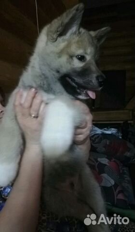 Алясский Маламут