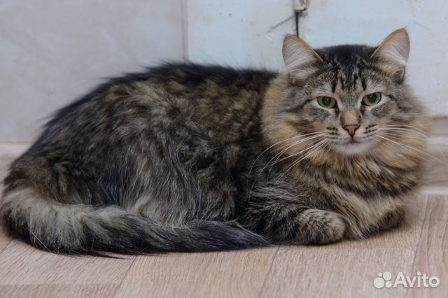 Котик ищет дом