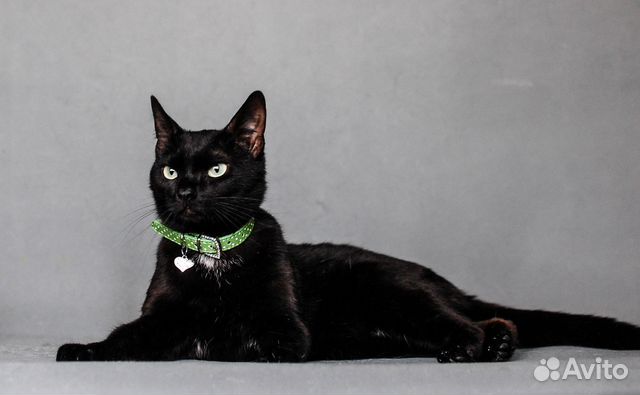 Котик Чарлик в хорошие руки