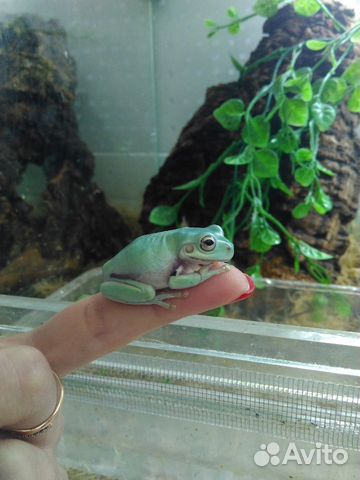 Голубая австралийская квакша