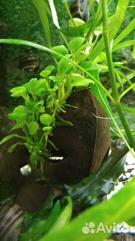 Анубиас (детки)