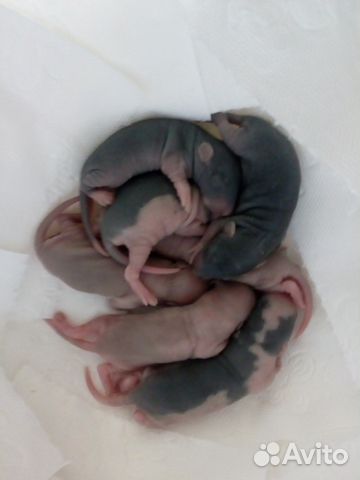 Крысятка(Мама-Дамба Папа-Хаски)