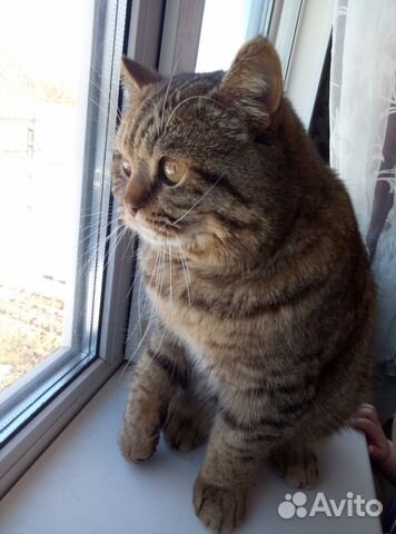 Шотландский кот. Вязка
