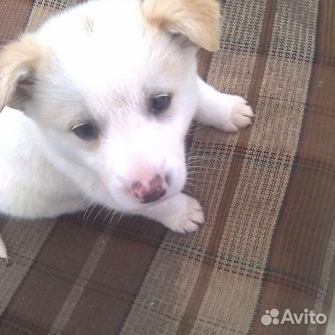 Щенок