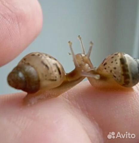 Улитки. домашнии любимцы