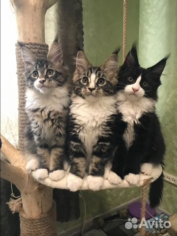 Котятки Кунятки