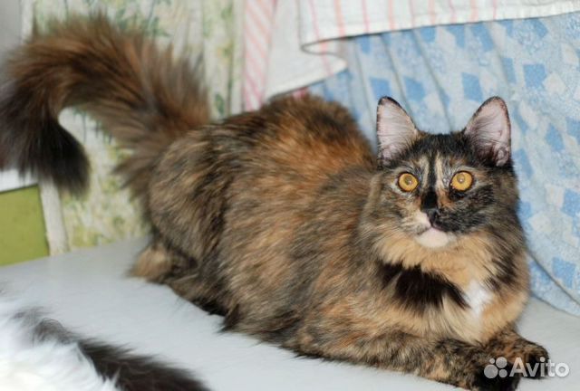 Камилла, пушистая "черепашка"