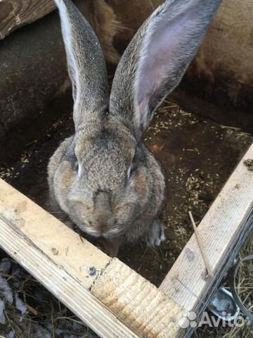 Кролик Серый Великан