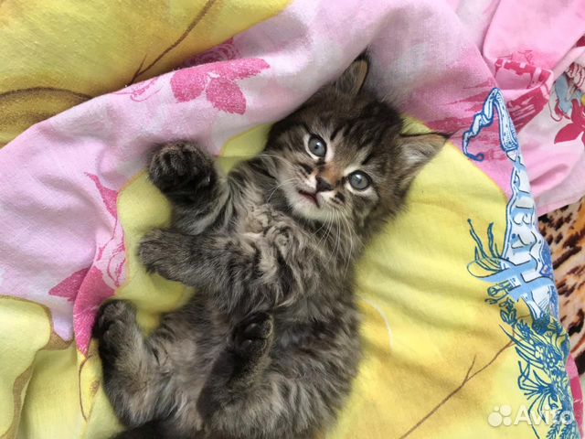 Животное