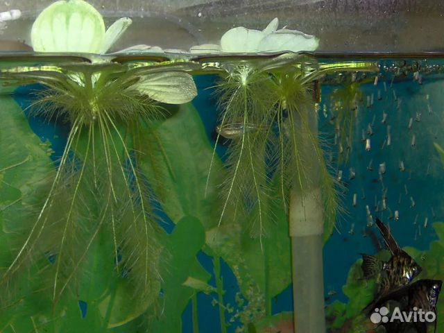 Прополка Пистии, верхоплавка