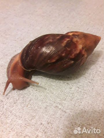 Улитка Ахатин