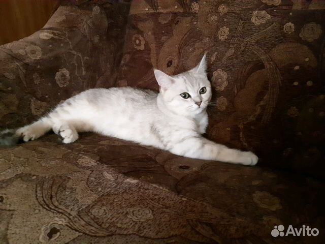 Элинтный клубный шотландский котенок