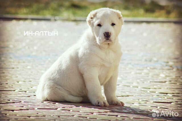 Алабайчики девочки и мальчики