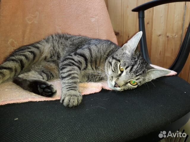 Котёнок 8 мес в добрые руки