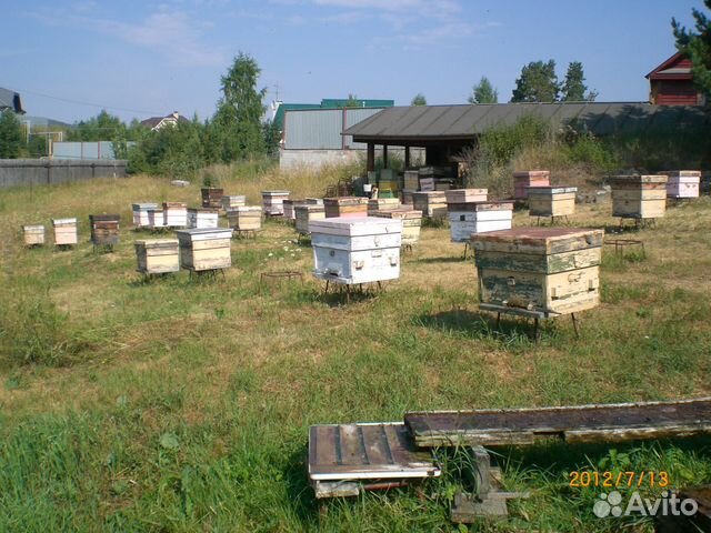 Пчелосемьи и Пчеловодный инвентарь