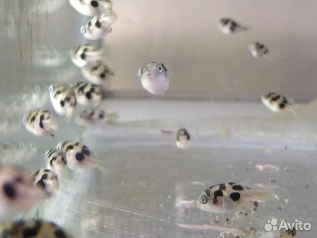 Тетрадон карликовый