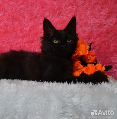 Клубные Мейн кун