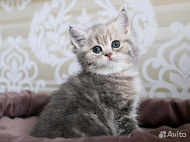 Кошечка страйт голубой мрамор на золоте