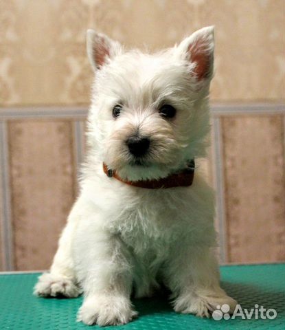 Вести-девчонки