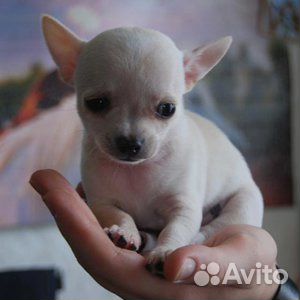 Продам мини тойчиков