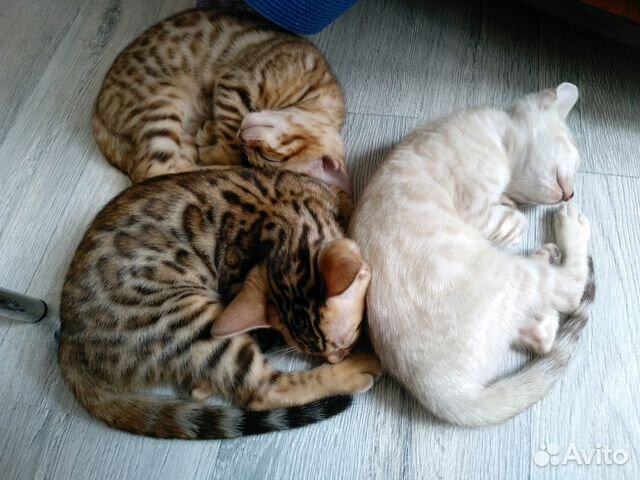 Котята бенгалы