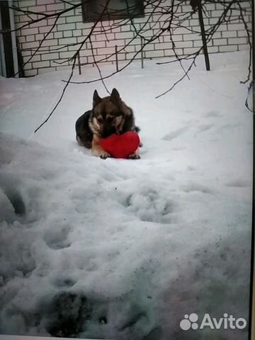 Нужна передержка для сторожевого пса