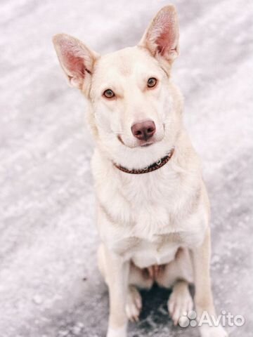 Чудесная девочка Алиса ищет семью