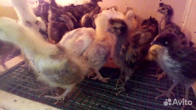 Цыплята 1 мес