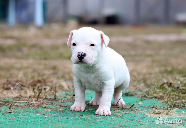 Крупная девочка - Белоснежка (амстафф)