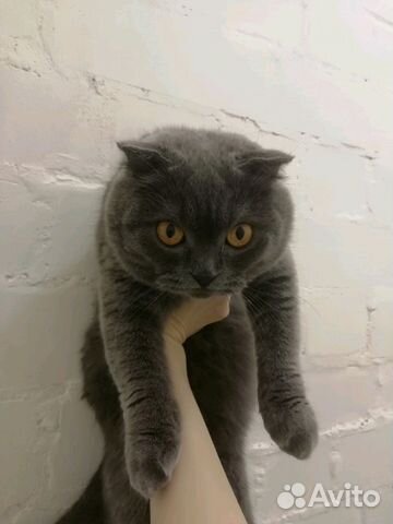 Веслоухая кошечка